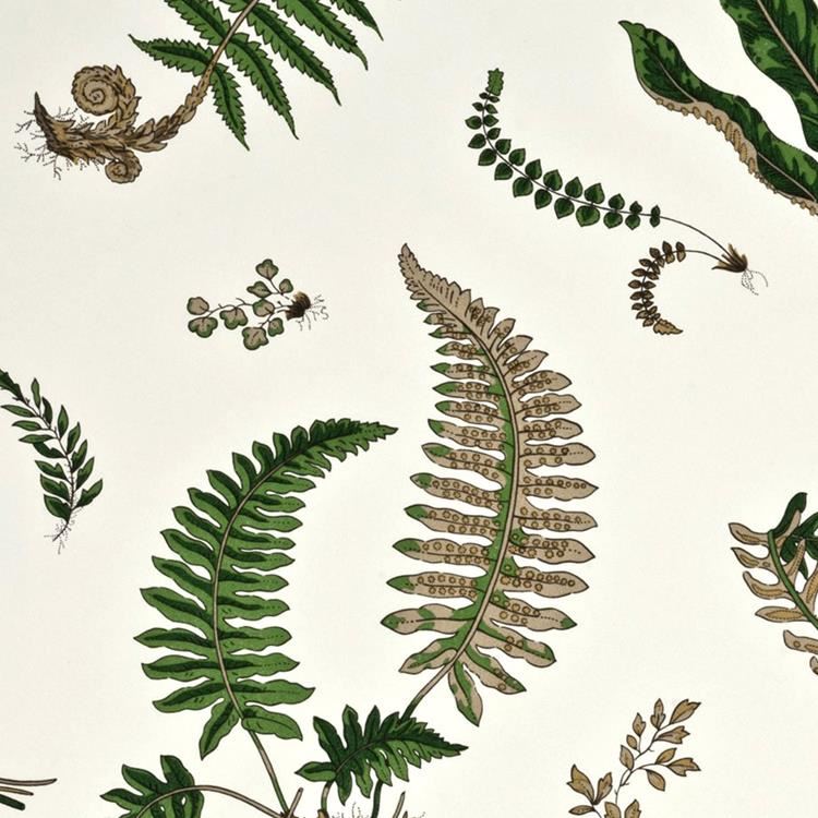 Ferns Original green | GP & J BAKER - Signature | Köp billigt online